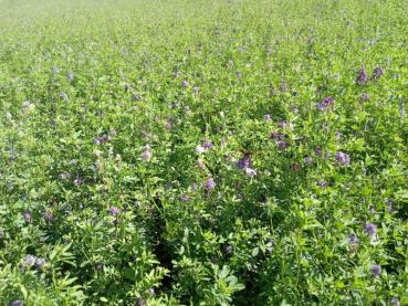 BIOLuzerne Pellets Cobs