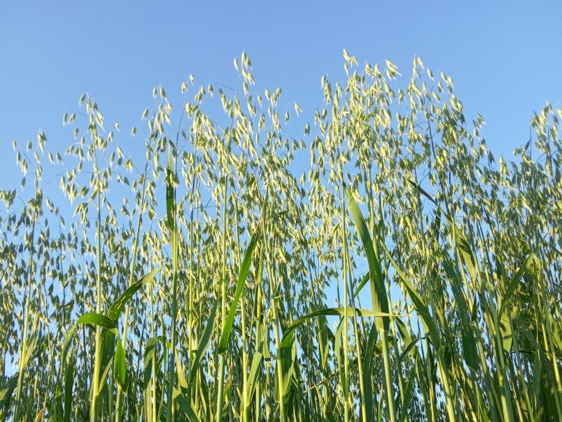 BIO Grünhafer Cobs Pellets Pferdefutter